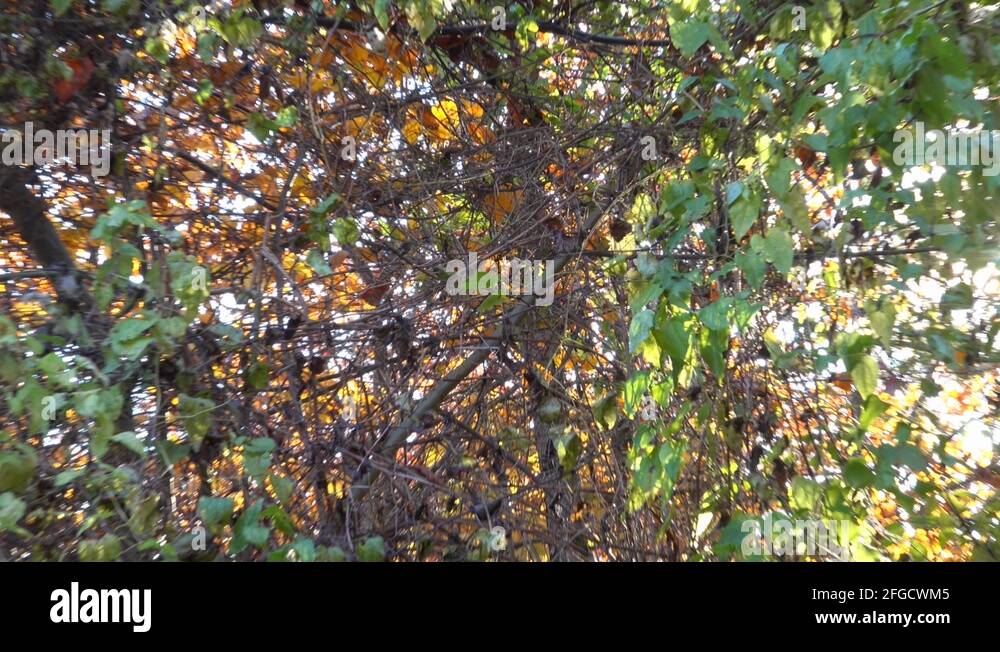 Forest hedge Stock Videos & Footage - HD and 4K Video Clips - Alamy