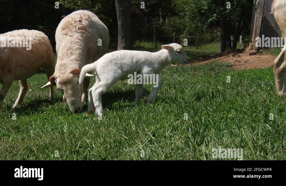 Farm sheep horse Stock Videos & Footage - HD and 4K Video Clips - Alamy