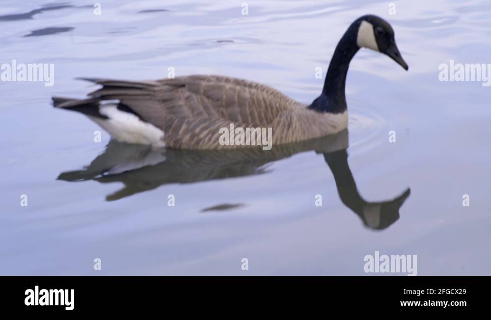 Eats insects Stock Videos & Footage - HD and 4K Video Clips - Alamy