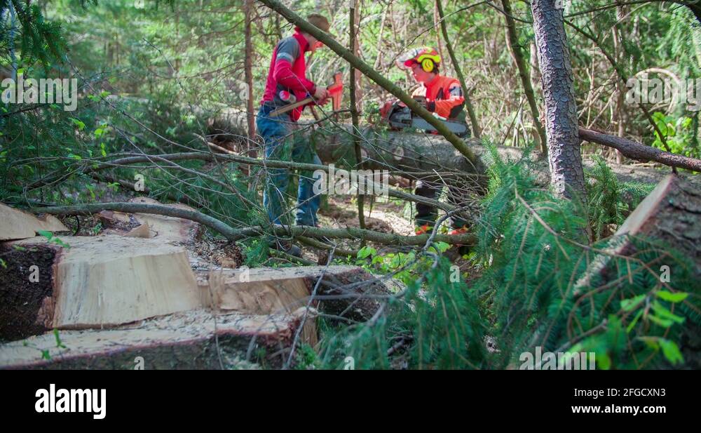 Tree measure Stock Videos & Footage - HD and 4K Video Clips - Alamy