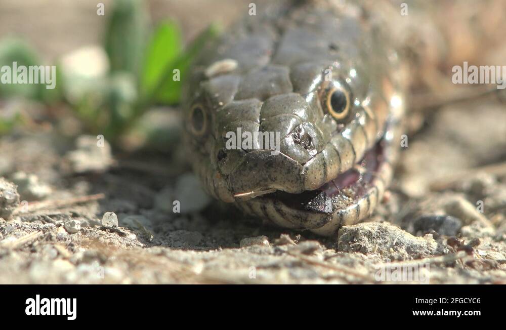 Dead snakes Stock Videos & Footage - HD and 4K Video Clips - Alamy