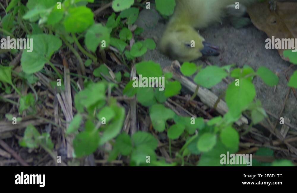 Animal cause Stock Videos & Footage - HD and 4K Video Clips - Alamy