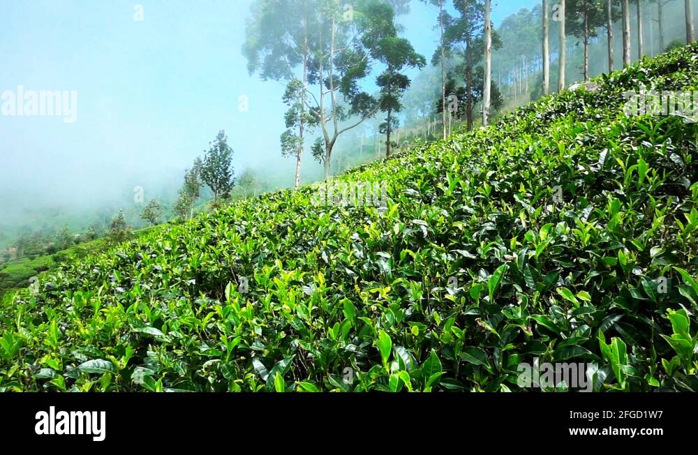 Lipton's tea Stock Videos & Footage - HD and 4K Video Clips - Alamy
