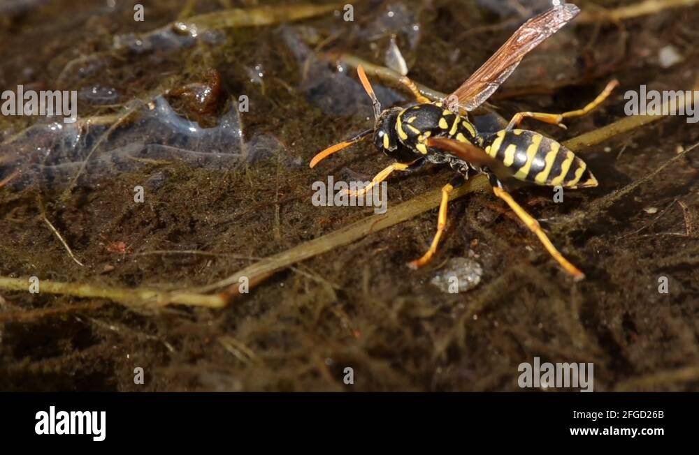 Hymenoptera wasp Stock Videos & Footage - HD and 4K Video Clips - Alamy