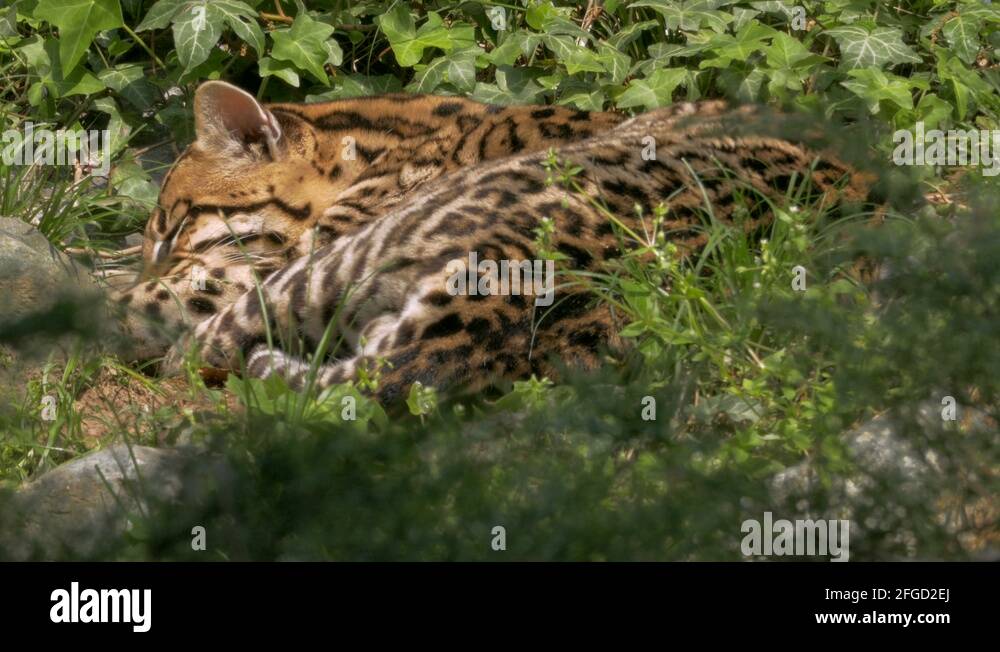 Sleeping Dwarf leopard (Leopardus pardalis) or ocelot in Nahuatl ...