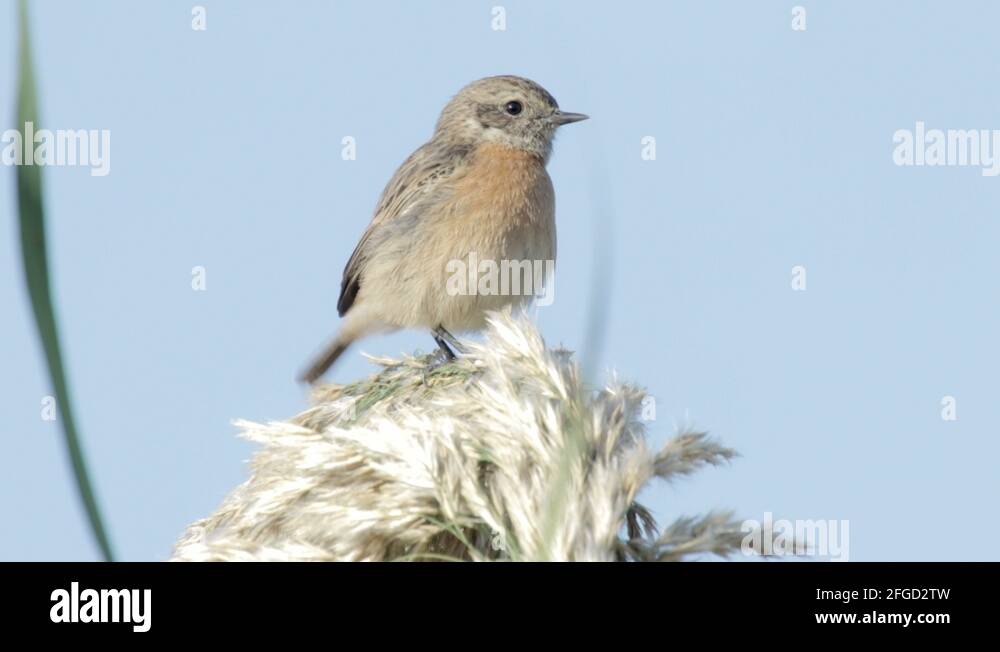 African flower painting Stock Videos & Footage - HD and 4K Video Clips ...