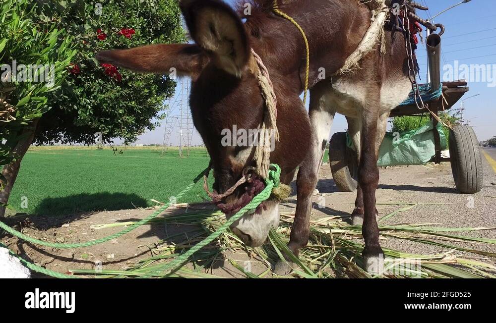 Donkey cargo waiting animal Stock Videos & Footage - HD and 4K Video ...