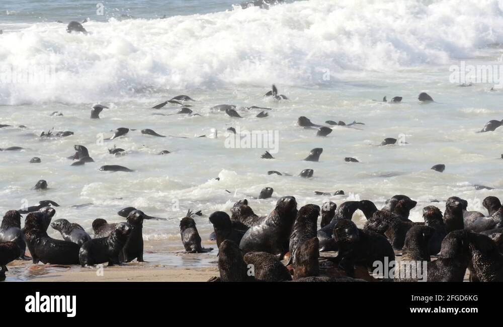 Coastal eared seal Stock Videos & Footage - HD and 4K Video Clips - Alamy