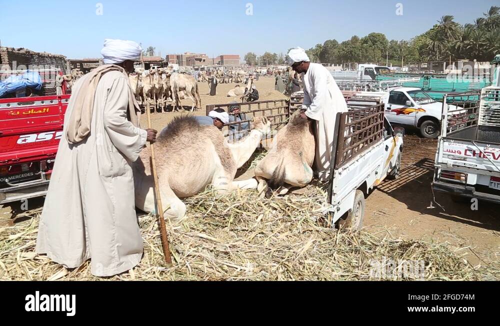 Loading camels Stock Videos & Footage - HD and 4K Video Clips - Alamy