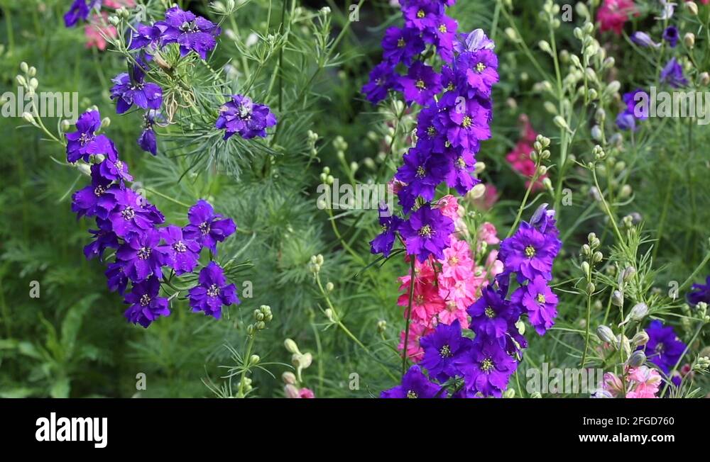 Delphinium perennial flowers Stock Videos & Footage - HD and 4K Video ...