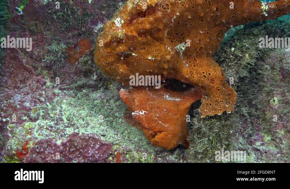 Red Fish Angler Anglerfish Hunt on rocky reef Stock Video Footage - Alamy
