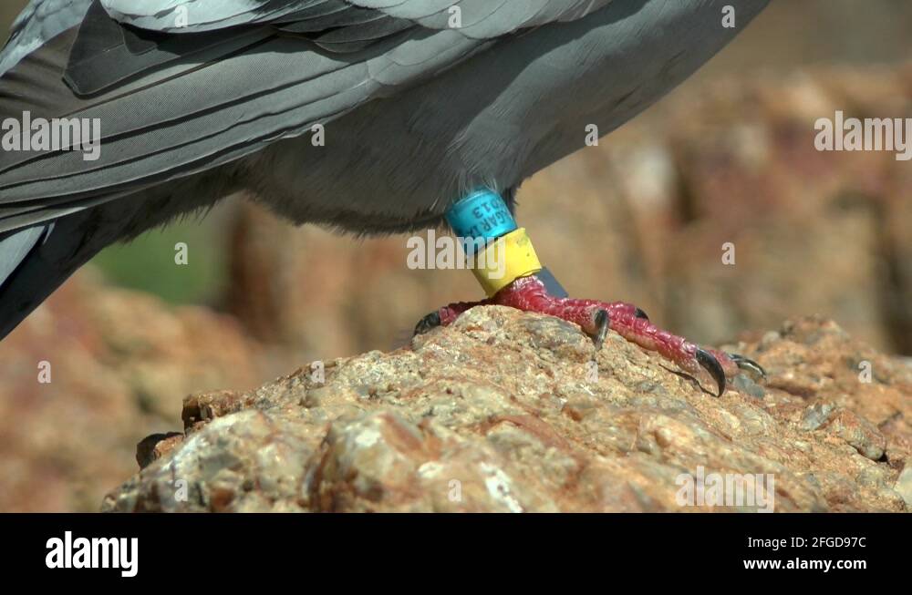 Leg rings Stock Videos & Footage - HD and 4K Video Clips - Alamy