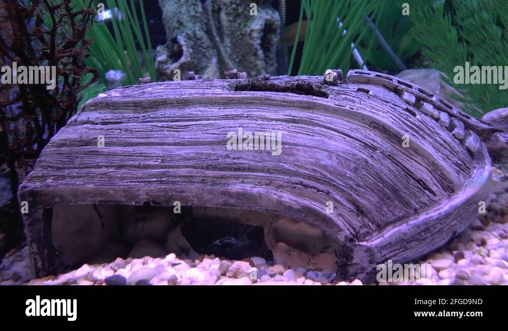 Aquarium bottom Stock Videos & Footage - HD and 4K Video Clips - Alamy