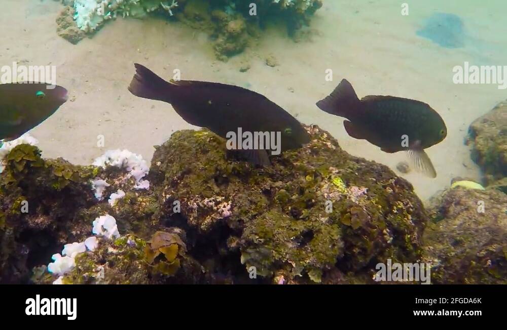 Fish eating coral Stock Videos & Footage - HD and 4K Video Clips - Alamy
