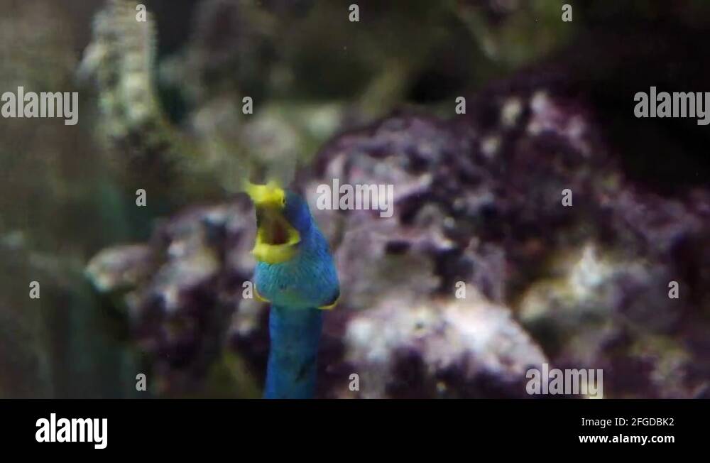 Blue and yellow ribbon eels Stock Videos & Footage - HD and 4K Video ...