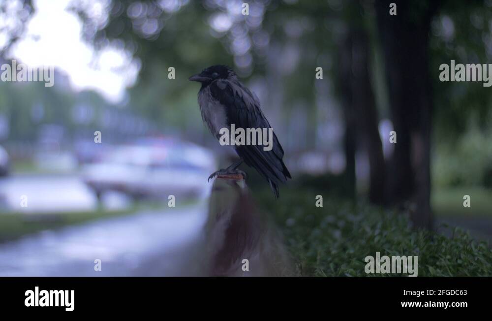 Rain soaked bird Stock Videos & Footage - HD and 4K Video Clips - Alamy