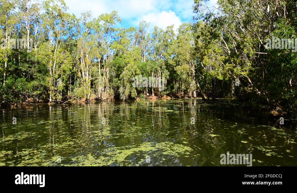 Natural australian landscape trees Stock Videos & Footage - HD and 4K ...