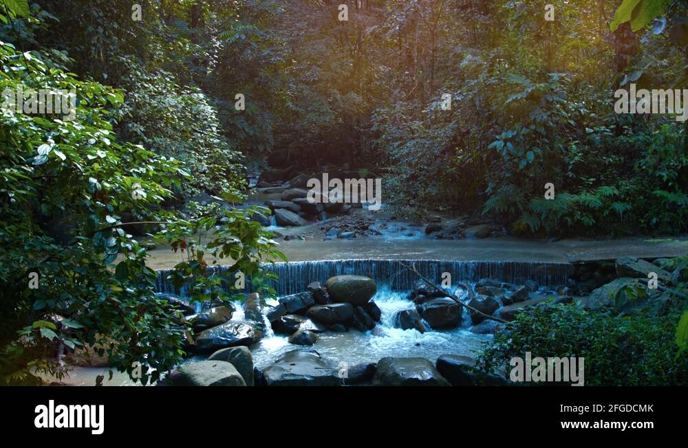 Jungle Stream Crosses a Road at a Jungle Nature Park, with Sound Stock ...