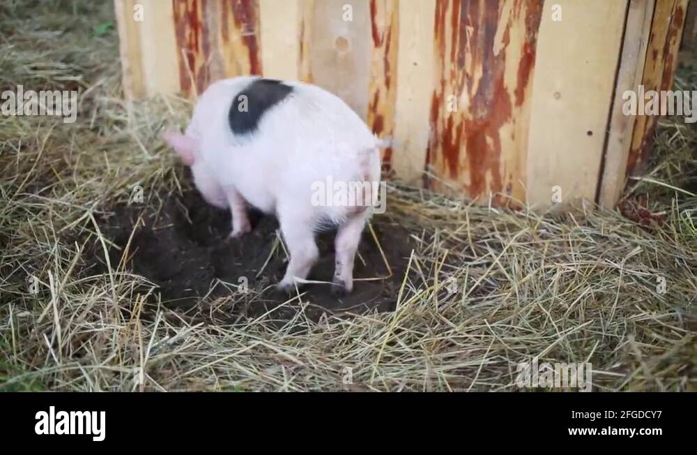 Baby pig digging Stock Videos & Footage - HD and 4K Video Clips - Alamy