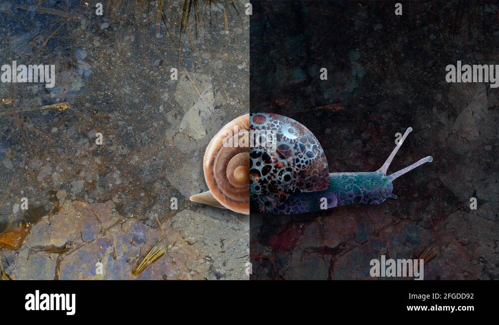 Mechanical snail Stock Videos & Footage - HD and 4K Video Clips - Alamy