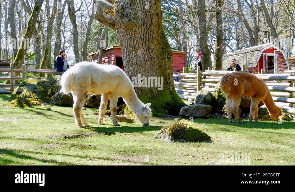 Hairy oak Stock Videos & Footage - HD and 4K Video Clips - Alamy