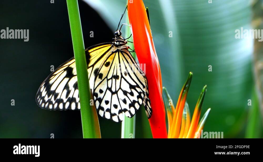 Nymph life cycle Stock Videos & Footage - HD and 4K Video Clips - Alamy