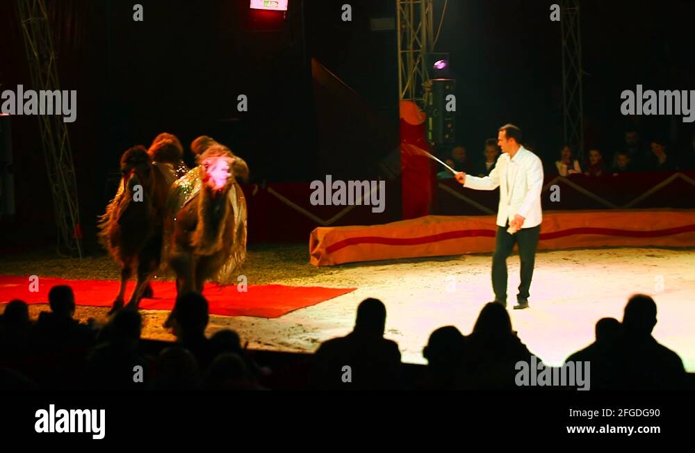 Coach and camels at a circus performance Stock Video Footage - Alamy