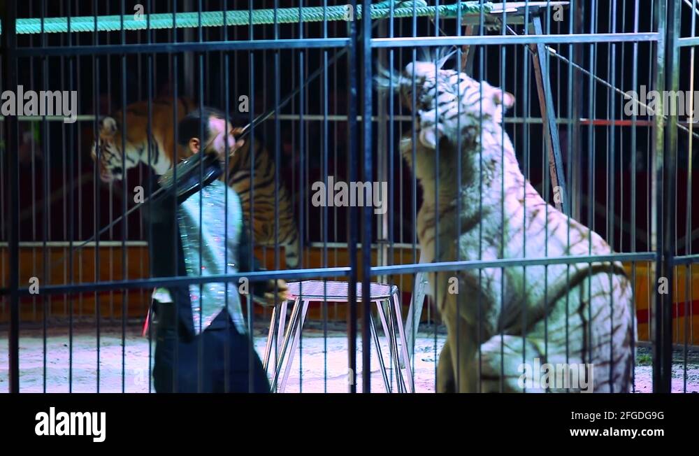 Tiger tamer and tigers in a cage at a circus performance Stock Video ...