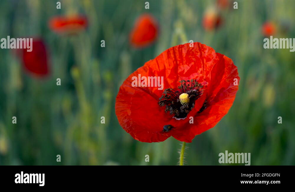 Beetle pollination Stock Videos & Footage - HD and 4K Video Clips - Alamy
