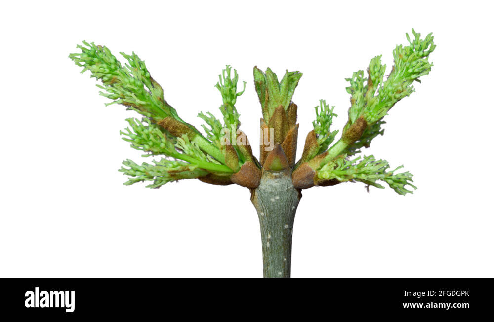 Ash tree bud Stock Videos & Footage - HD and 4K Video Clips - Alamy