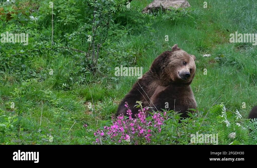 Spring brown bear cub Stock Videos & Footage - HD and 4K Video Clips ...