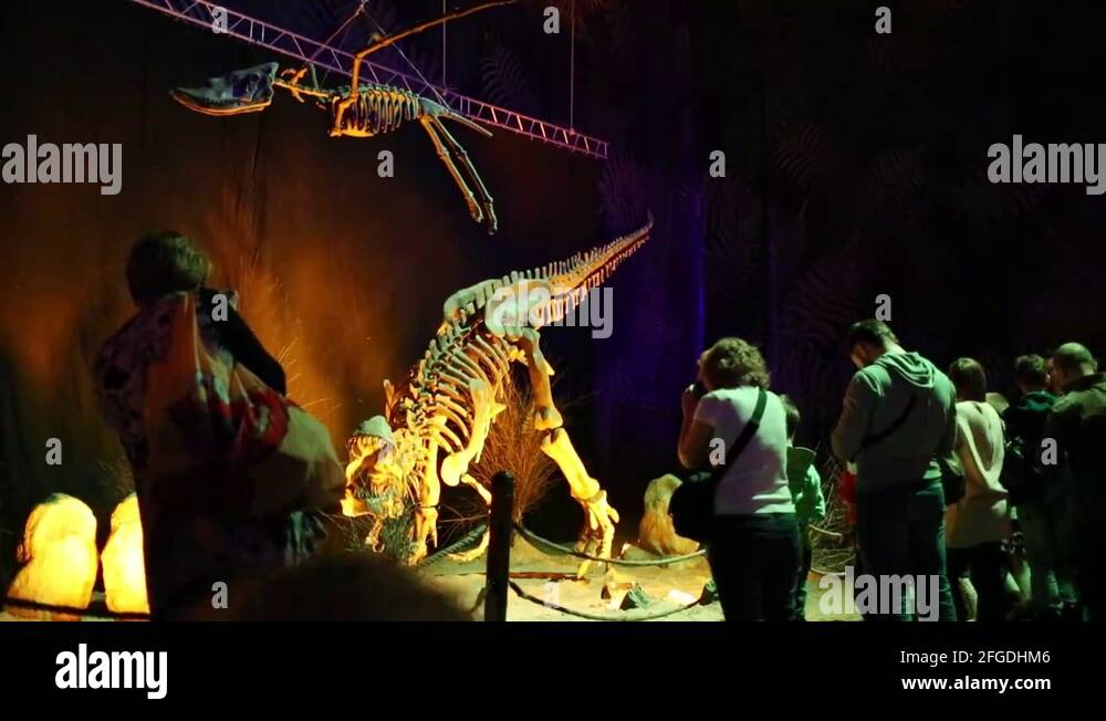 Baby dinosaur skeleton Stock Videos & Footage - HD and 4K Video Clips ...