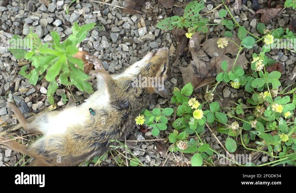 Dieing Stock Videos & Footage - HD and 4K Video Clips - Alamy