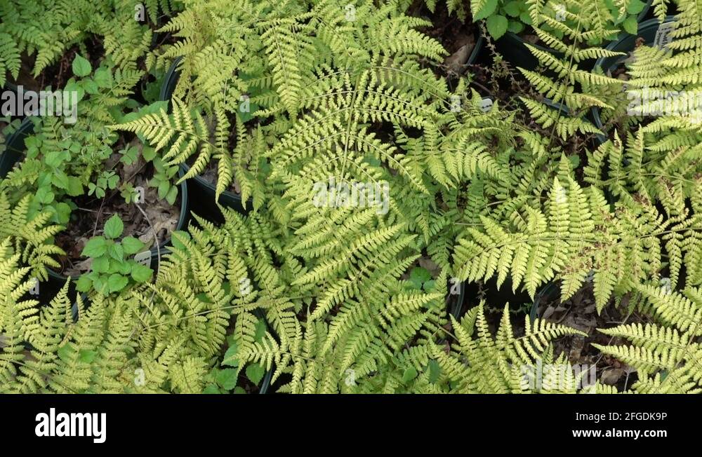 Fern ferns Stock Videos & Footage - HD and 4K Video Clips - Alamy