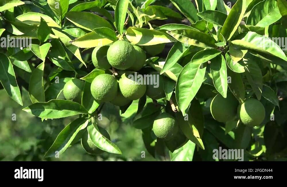 Mediterranean citrus fruits Stock Videos & Footage - HD and 4K Video ...