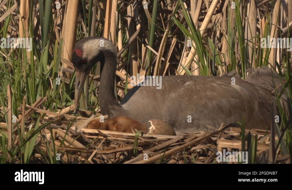 Hatching hatchlings Stock Videos & Footage - HD and 4K Video Clips - Alamy