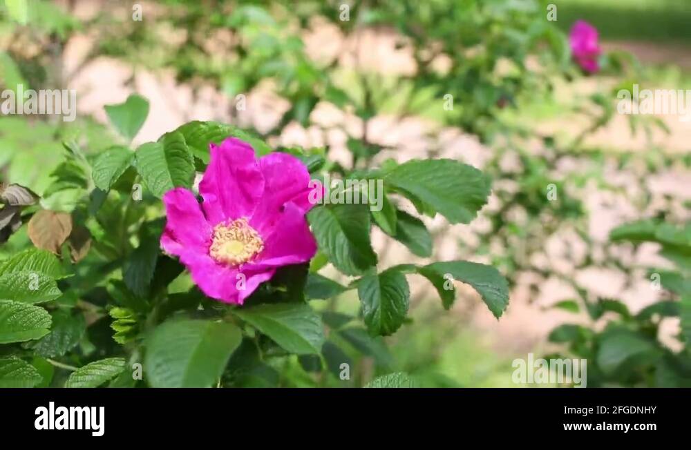 Canker rose Stock Videos & Footage - HD and 4K Video Clips - Alamy
