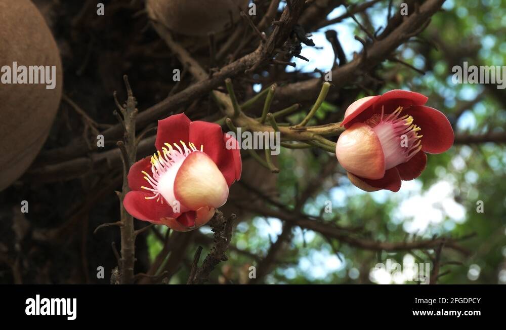Brazil nut flower Stock Videos & Footage - HD and 4K Video Clips - Alamy