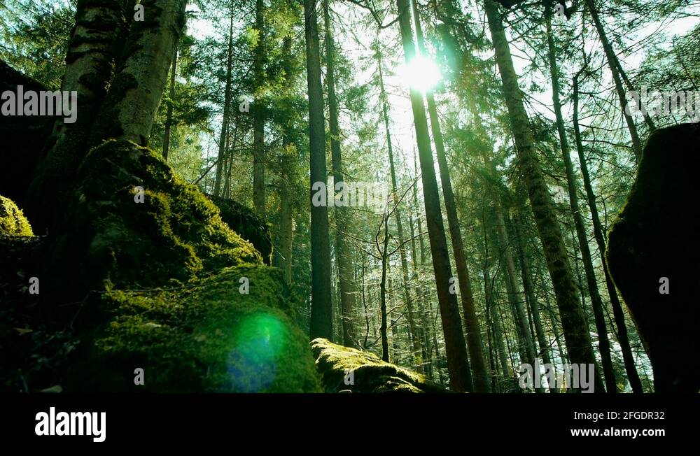 Forest light trees beams magical Stock Videos & Footage - HD and 4K ...