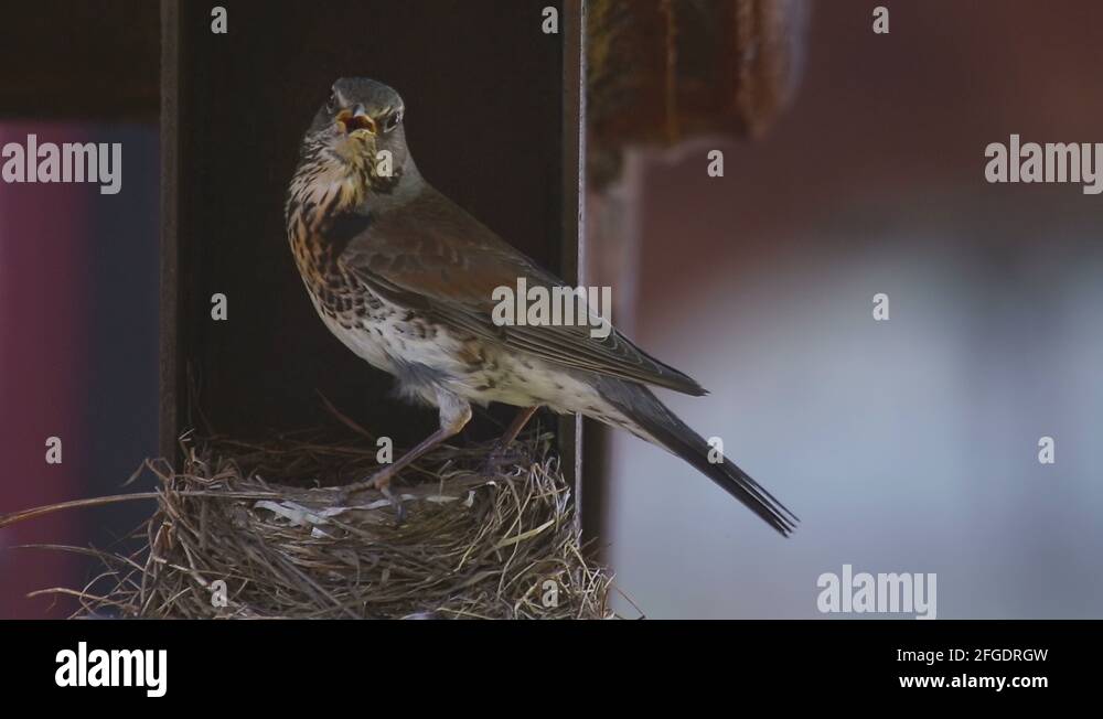 Female fieldfare Stock Videos & Footage - HD and 4K Video Clips - Alamy