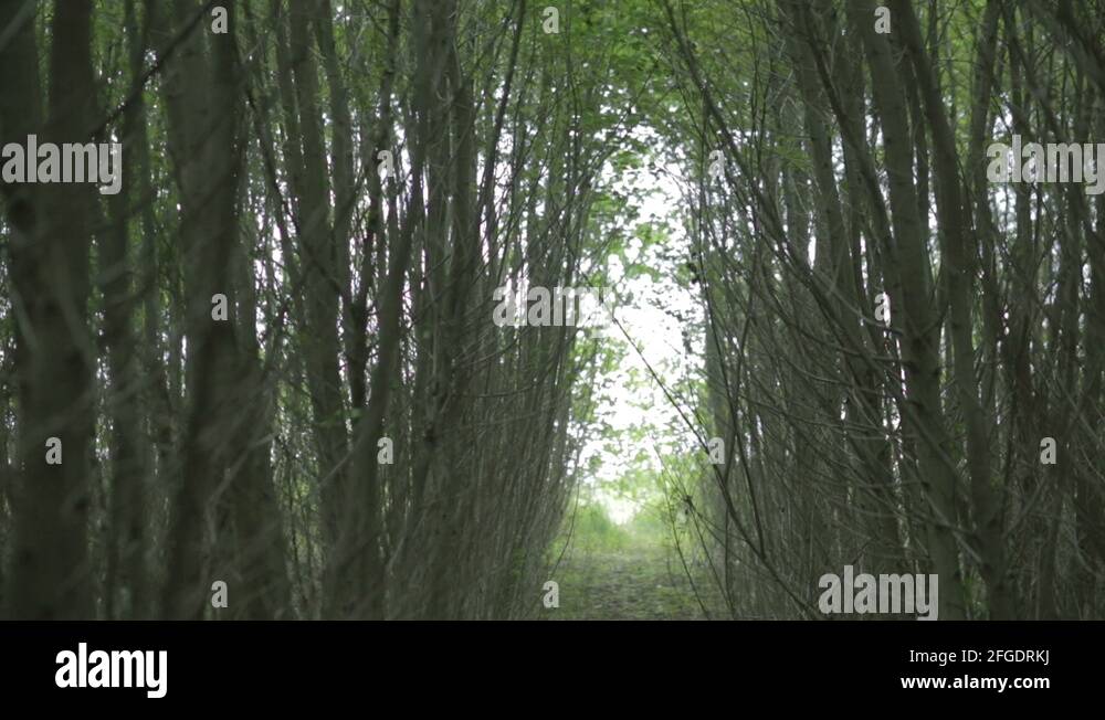 Japanese poplar tree Stock Videos & Footage - HD and 4K Video Clips - Alamy
