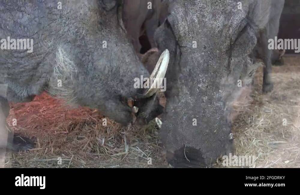 Animal africanus phacochoerus warthog Stock Videos & Footage - HD and ...