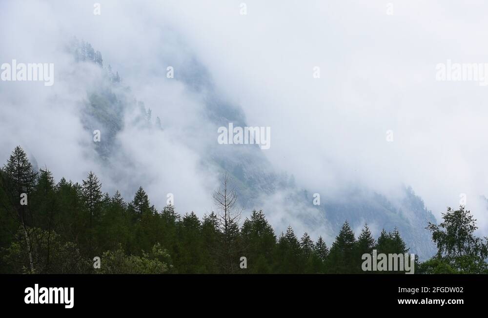Pine trees in the alps Stock Videos & Footage - HD and 4K Video Clips ...