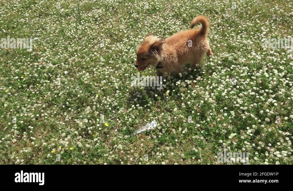 Poppy dog Stock Videos & Footage - HD and 4K Video Clips - Alamy