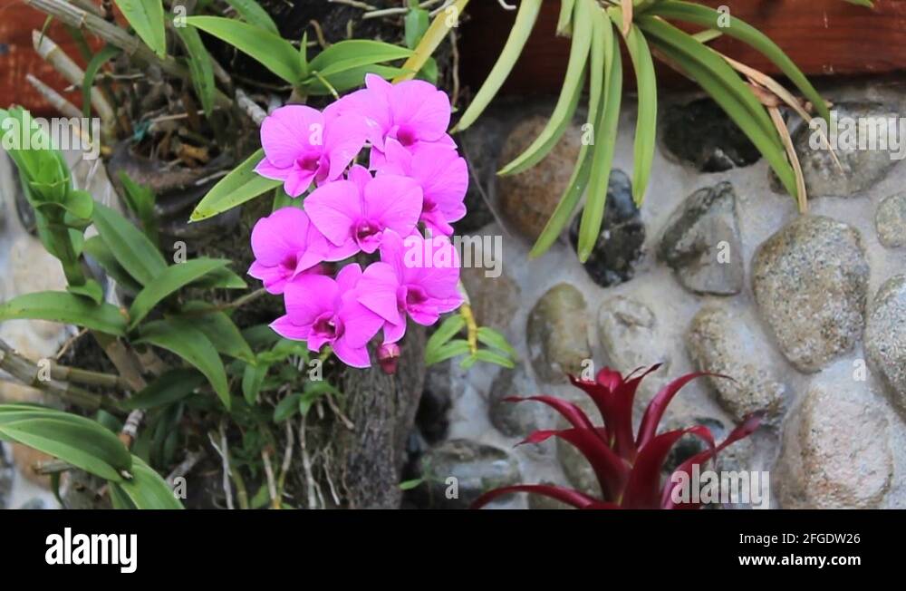 Puerto rico flora Stock Videos & Footage - HD and 4K Video Clips - Alamy