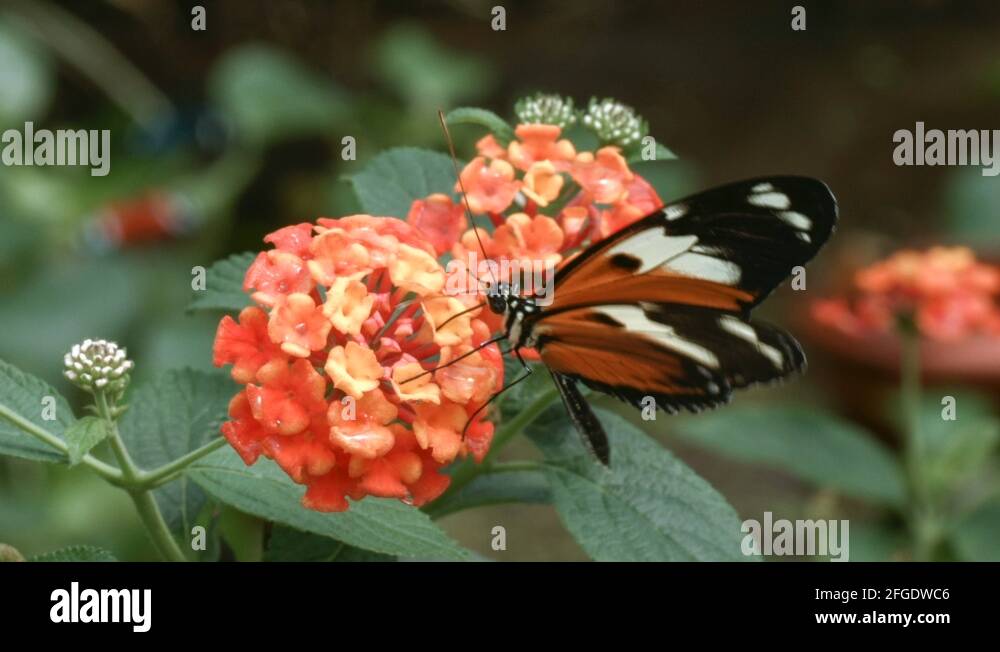 Heliconid butterfly (Heliconia sp Stock Video Footage - Alamy