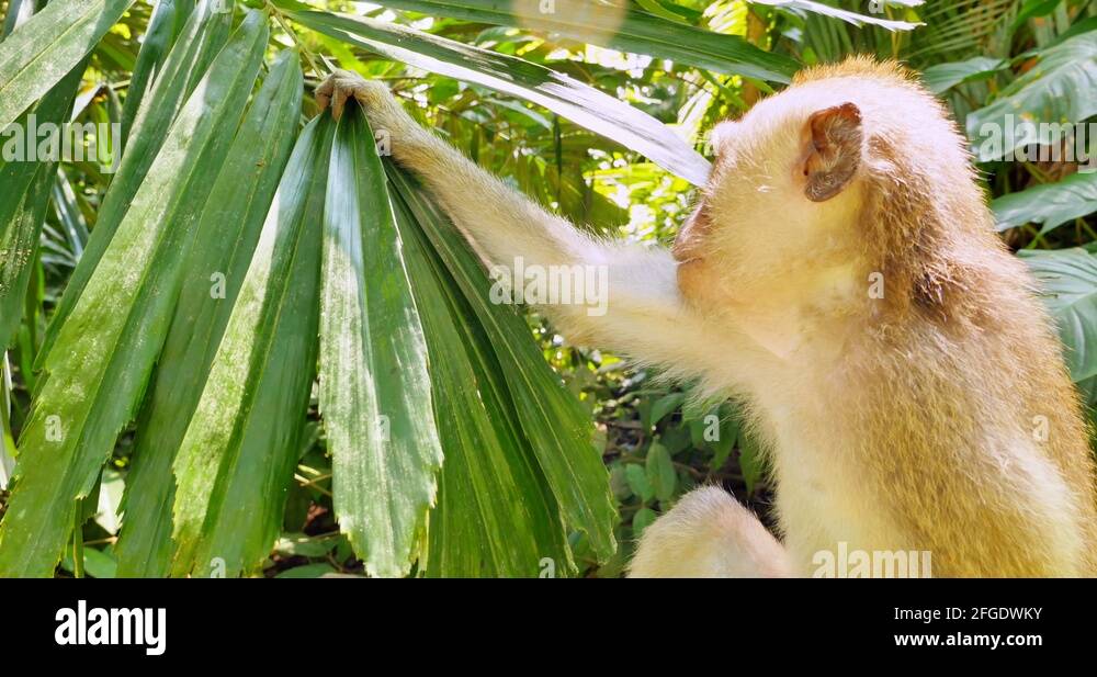 Monkey leaf plant Stock Videos & Footage - HD and 4K Video Clips - Alamy