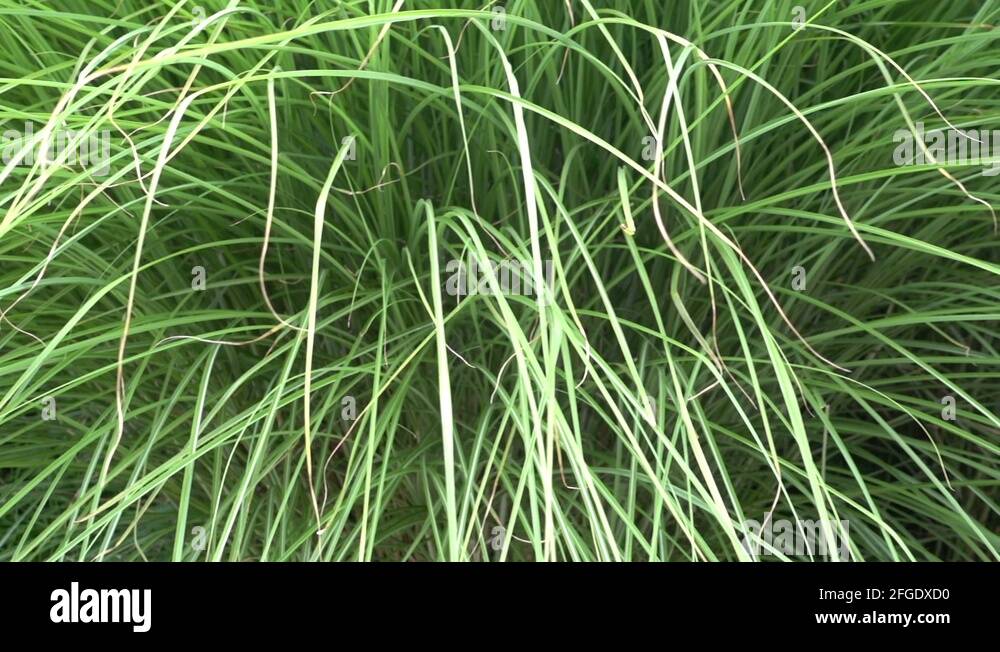 Graminae or grass or grasses Stock Videos & Footage - HD and 4K Video ...