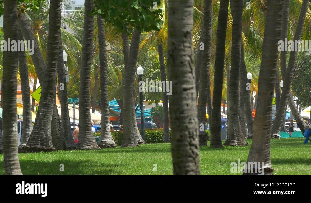 Miami park palm Stock Videos & Footage - HD and 4K Video Clips - Alamy