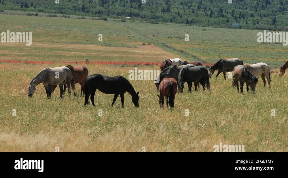 Invasive weed control Stock Videos & Footage - HD and 4K Video Clips ...